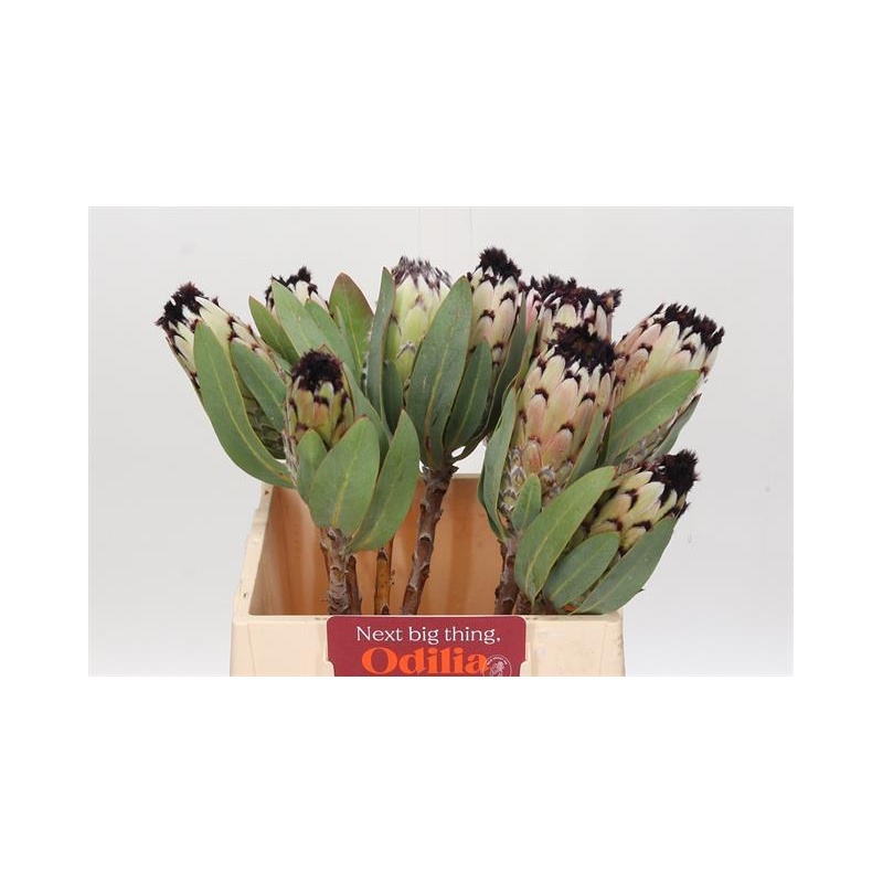 Protea Snow Queen 40cm @ Floratrade Lillede Hulgi- ja jaemüük