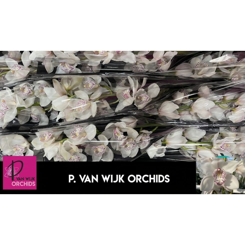 Cymbidium Tsümbiidium White Venezia 60cm @ Floratrade kukkien tukkukauppa
