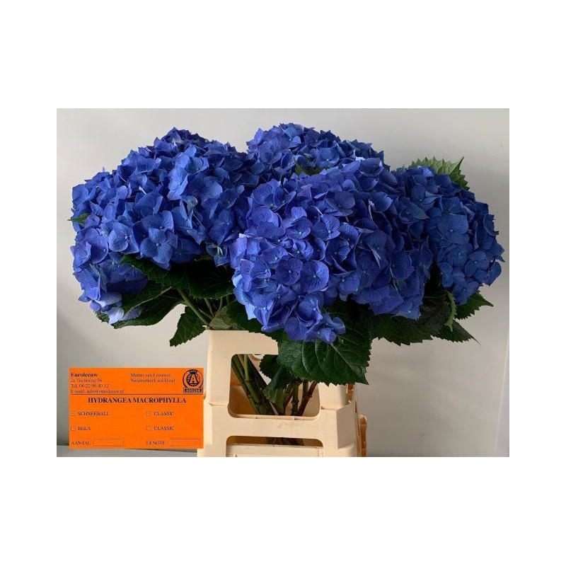 Hydrangea Hortensia Bela Blue 70cm @ Floratrade Lillede Hulgi- ja jaemüük